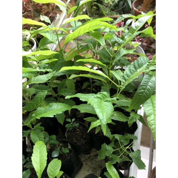 Vitex Parviflora Maulawin Molave Hamorawon Tugas Babae small from seed ...