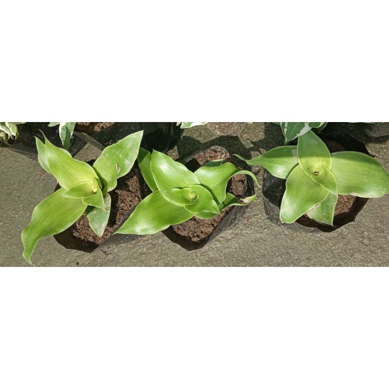 Euphorbia Plant, Cryptanthus, Callisia Fragrans, Pinya Plant | Shopee ...