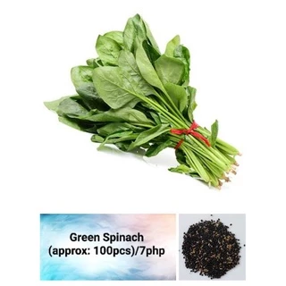 spinach seed - Best Prices and Online Promos - Aug 2024 | Shopee ...