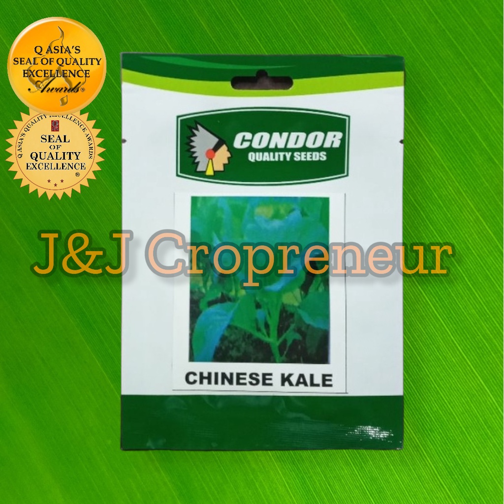KAILAAN OR CHINESE KALE SEEDS 5 GRAMS OR 1,250 SEEDS (CONDOR SEEDS ...