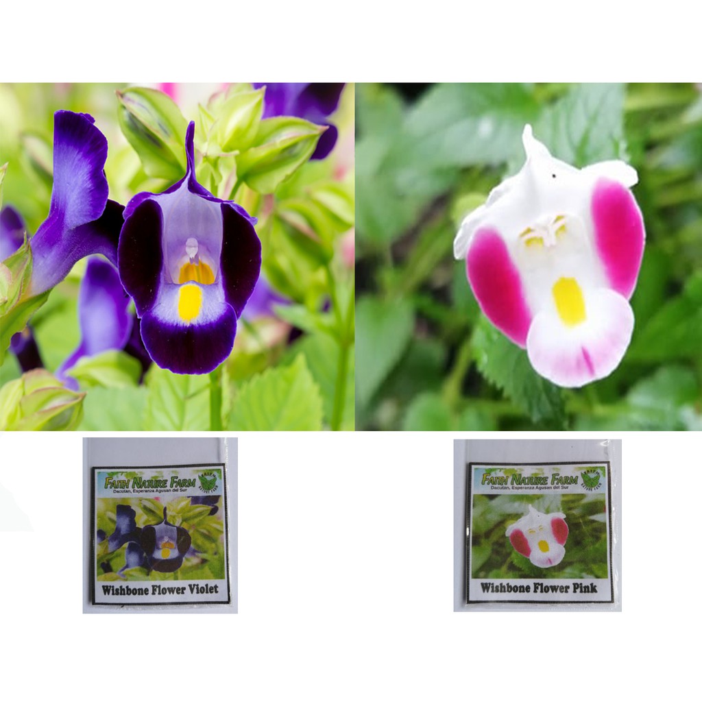 Wishbone Flowers Torenia fournieri Seeds (approx 50 seeds) | Shopee ...