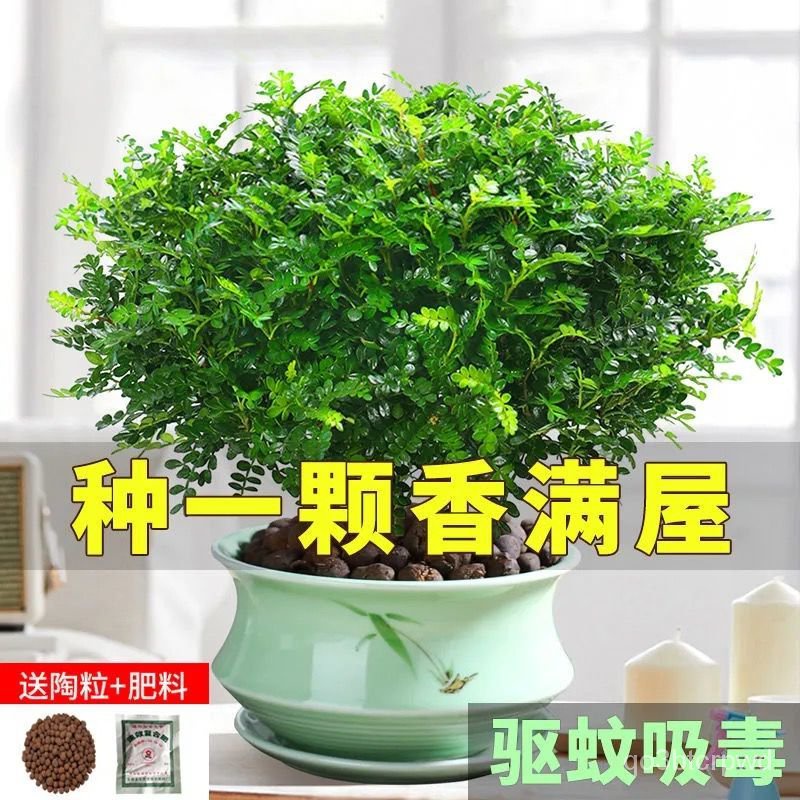 Fragrant Pepper Wood Potted Plant Fragrant Authentic Insect Repellent ...