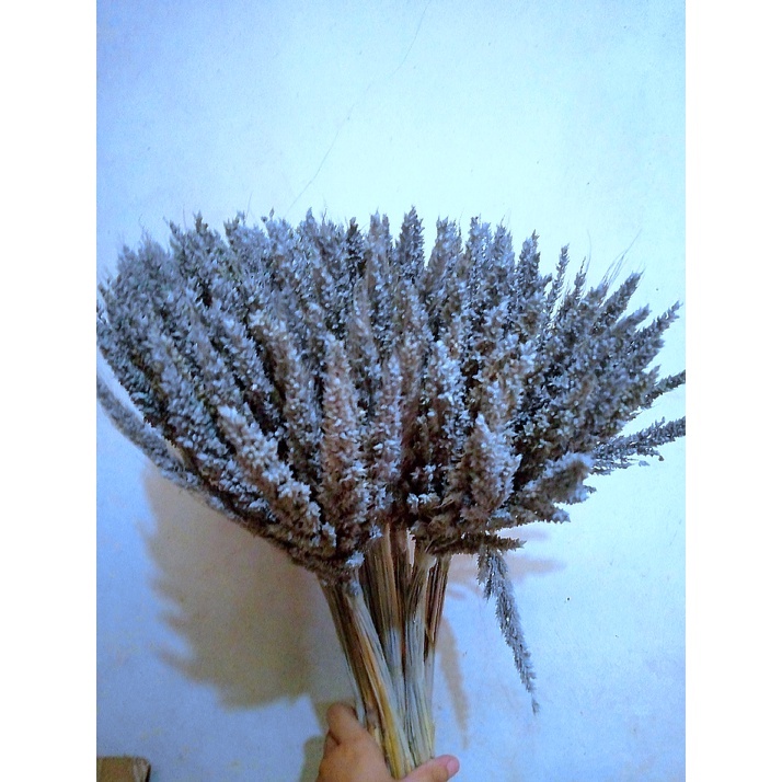 Trigo grass per bundle (₱40 per bundle) | Shopee Philippines