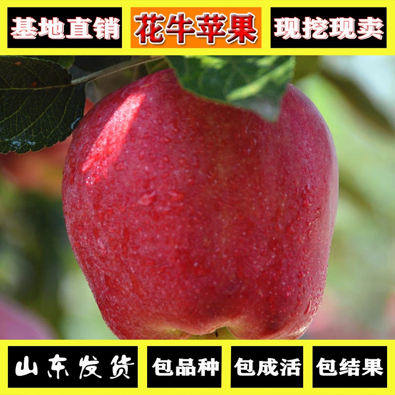 Grafting Apple Sapling Luli Apple Sapling Homes Apple Sapling South ...