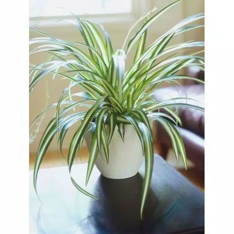 ornamental plants spider paris lyly hawai50pcsseed | Shopee Philippines
