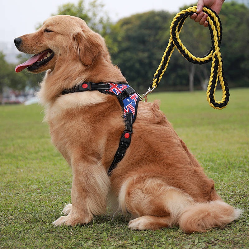 Dog Hand Holding Rope Golden Retriever Dog Chain Samoyed Medium Large ...