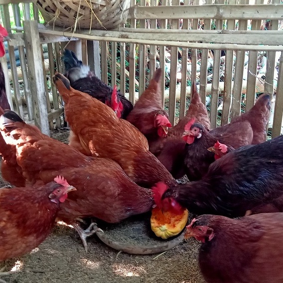 Shop native egg for Sale on Shopee Philippines