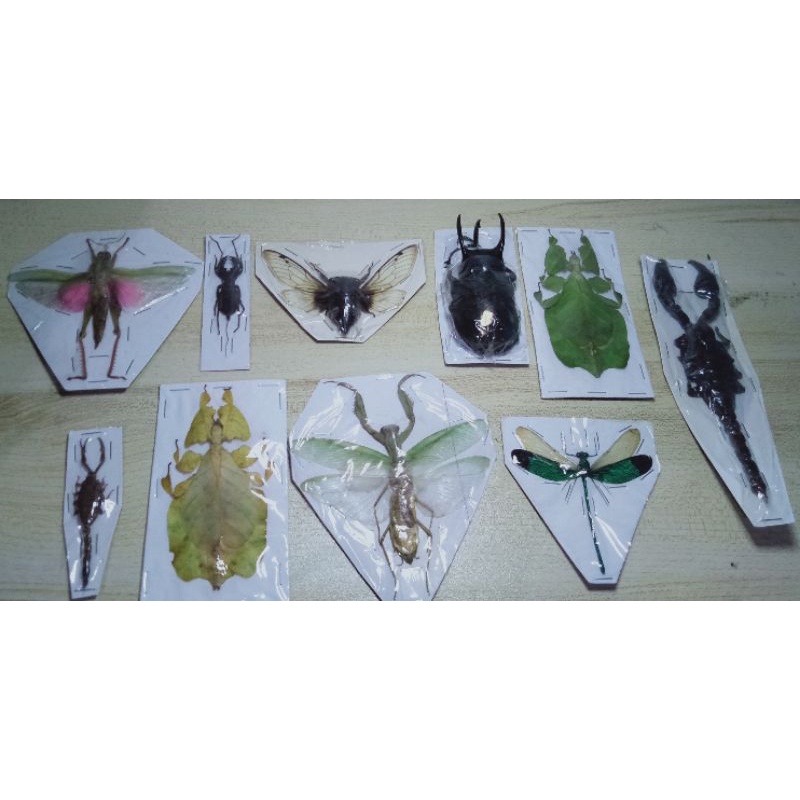 PRESERVED INSECTS SPECIMEN | Shopee Philippines
