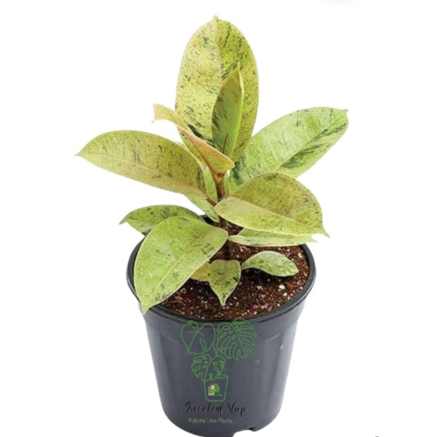 SUPER RARE Shivereana aka"MOONSHINE" Rubber Tree Live Plants | Shopee ...