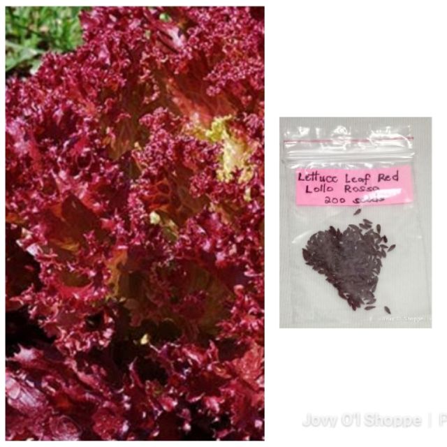 Lettuce Red Lollo Rossa 200 seeds | Shopee Philippines