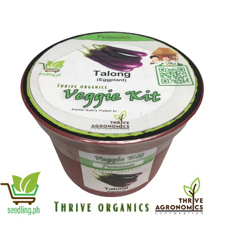 Talong Eggplant Veggie Kit Grow Kit Seedling Kit Planting Grow Kit ...