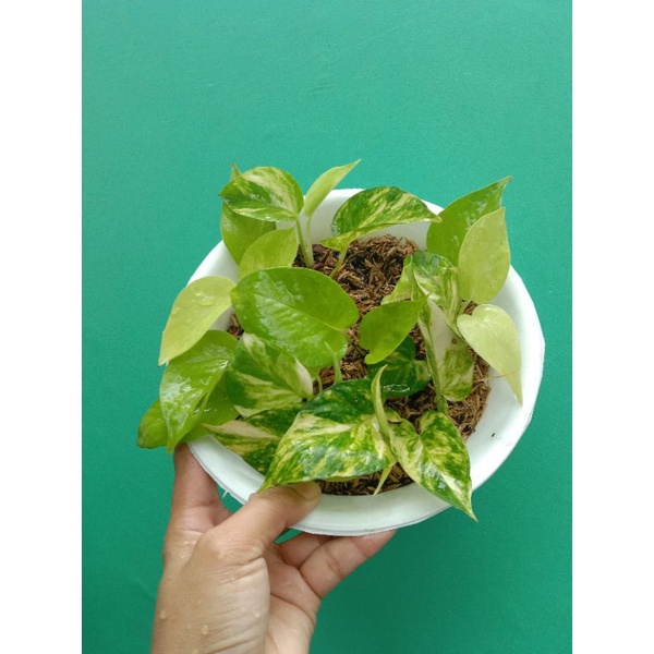 MIXED NEON POTHOS AND GOLDEN POTHOS IN WHITE POT / LIVE PLANT | Shopee ...