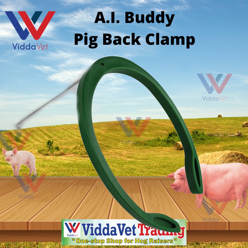 Pig Sow AI Buddy back clamp apply on pig artificial inse.mination for ...