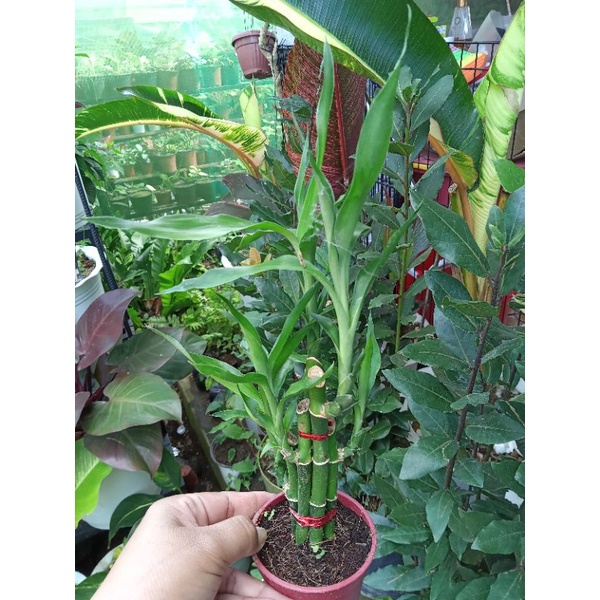 Lucky Bamboo (Money Maker) potted bring luck home garden | Shopee ...