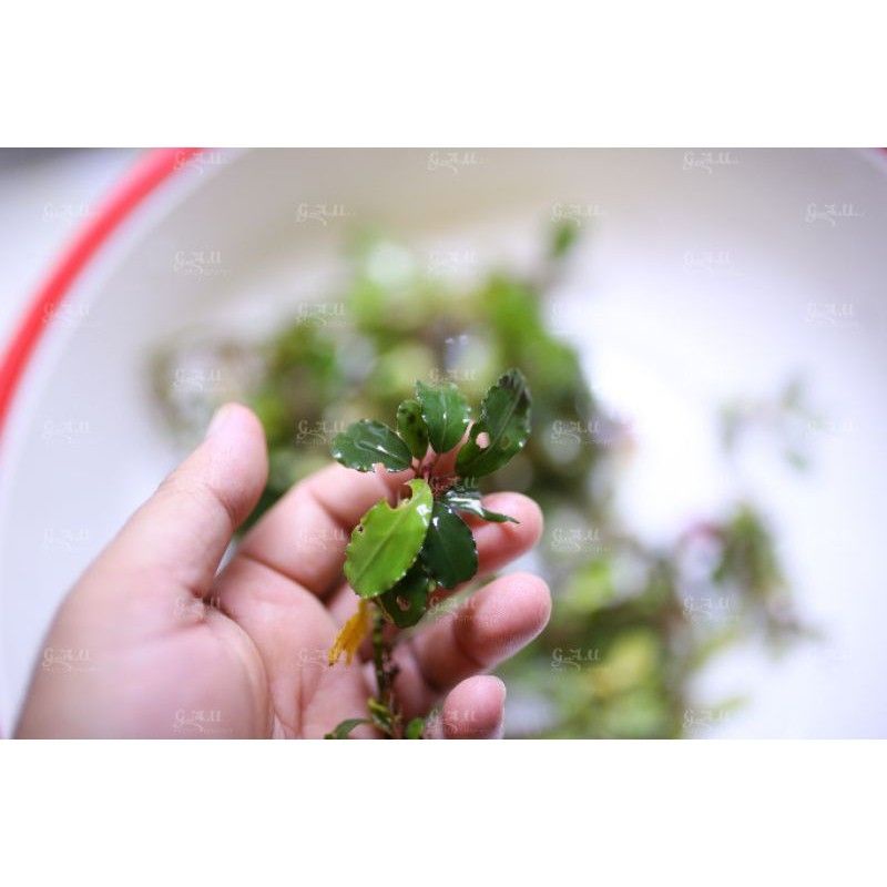 Combo of 20 sets of bucep mixed shallow goods for guests setup ...