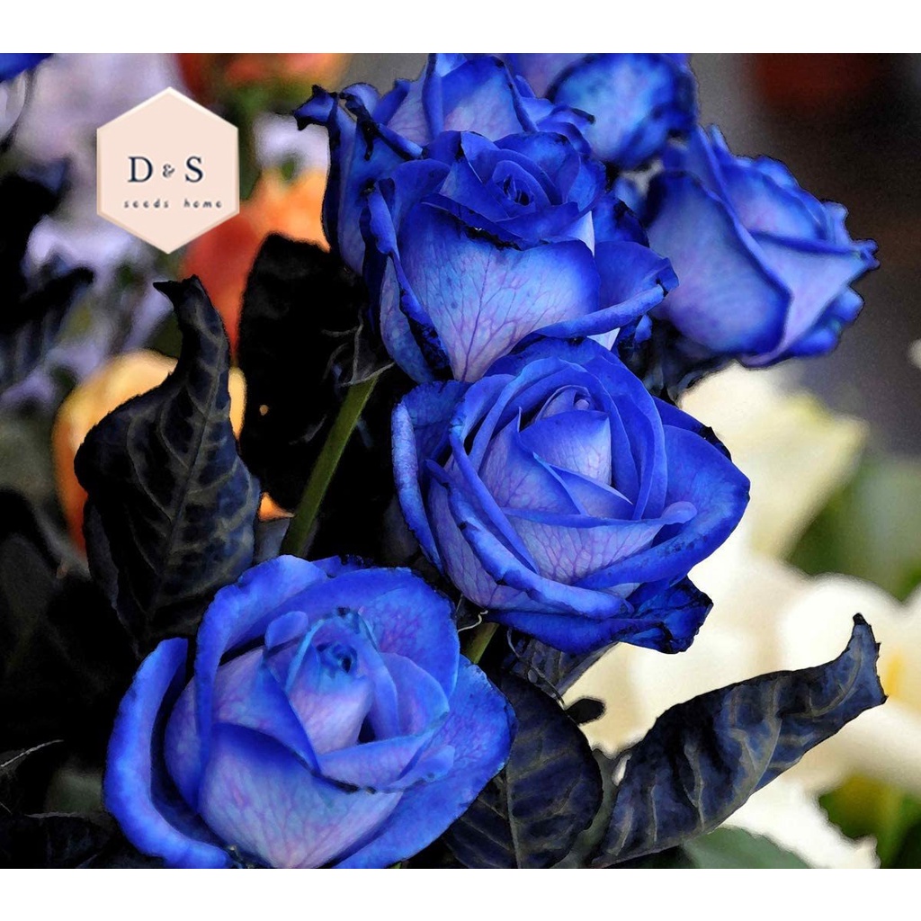Colorful Rose Hep Flower Seeds 10 Seeds (Blue Enchantress) | Shopee ...