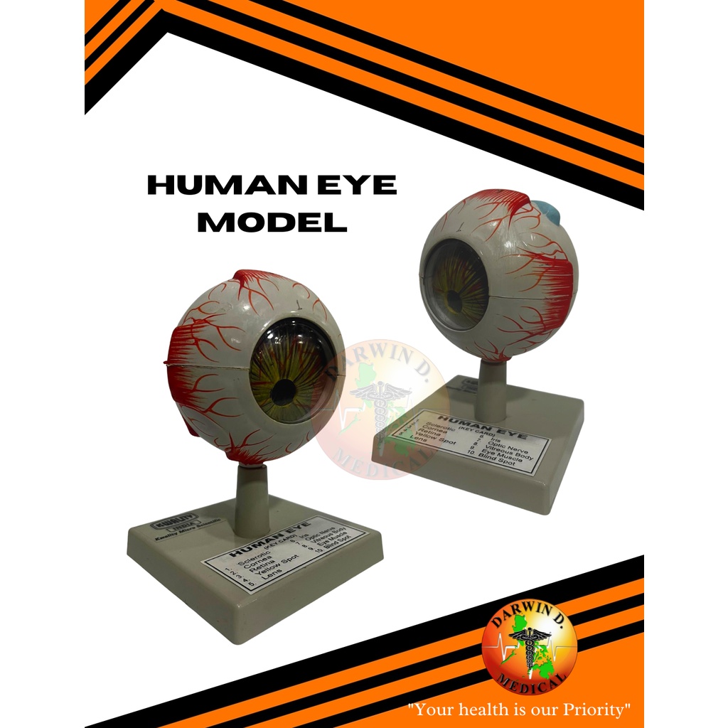 HUMAN EYE MODEL WITH KEY CARD | Shopee Philippines