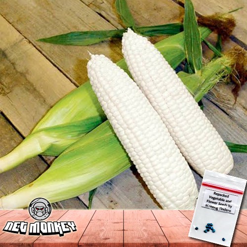White Corn Waxy Honey King ( 4 Seeds ) | Shopee Philippines
