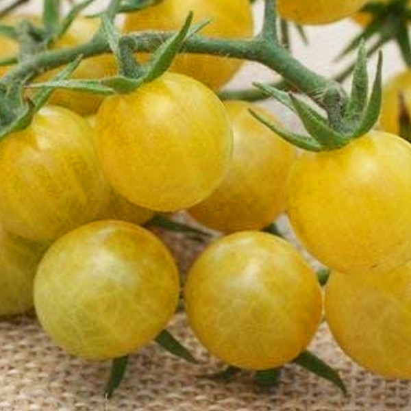 Coyote Translucent Tomato Seeds Yellow Cherry Coyote Tomato Seeds Rare ...
