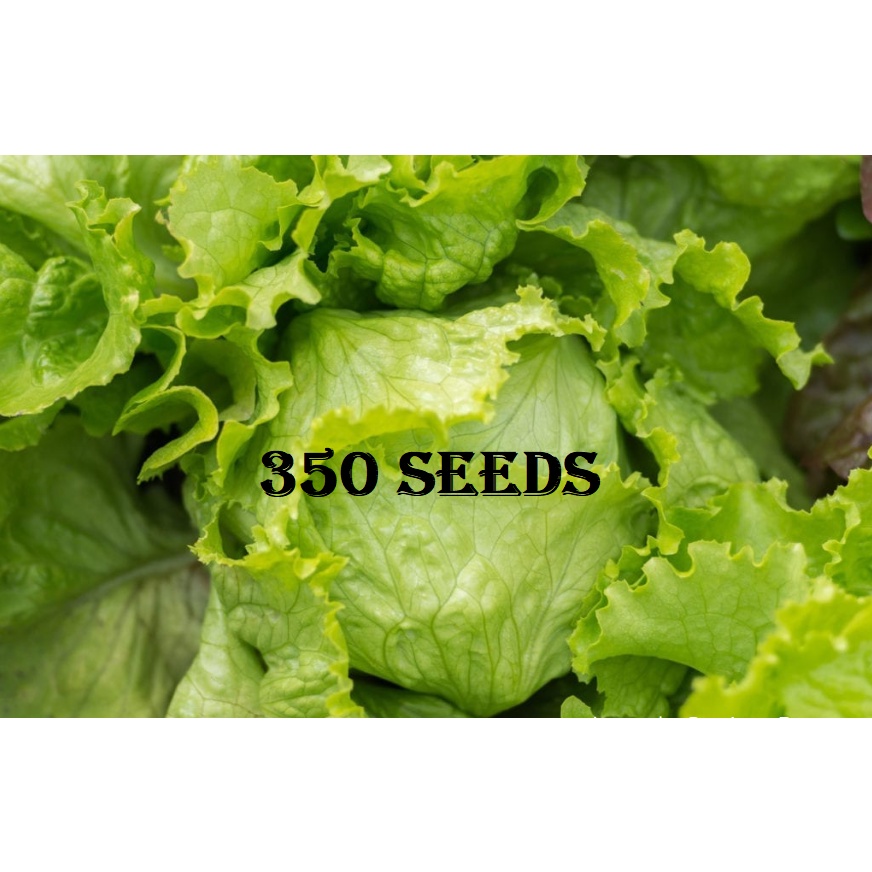 lettuce / litsugas seeds - 25pesos per pack - condor seed - vegetable ...