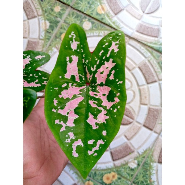 Caladium Pink Splash RARE (in polybag) | Shopee Philippines