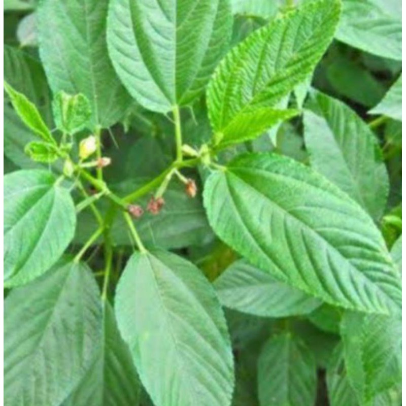 Saluyot/Jute (700 seeds) | Shopee Philippines