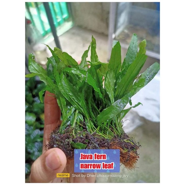 anubias & java fern aquatic plants | Shopee Philippines