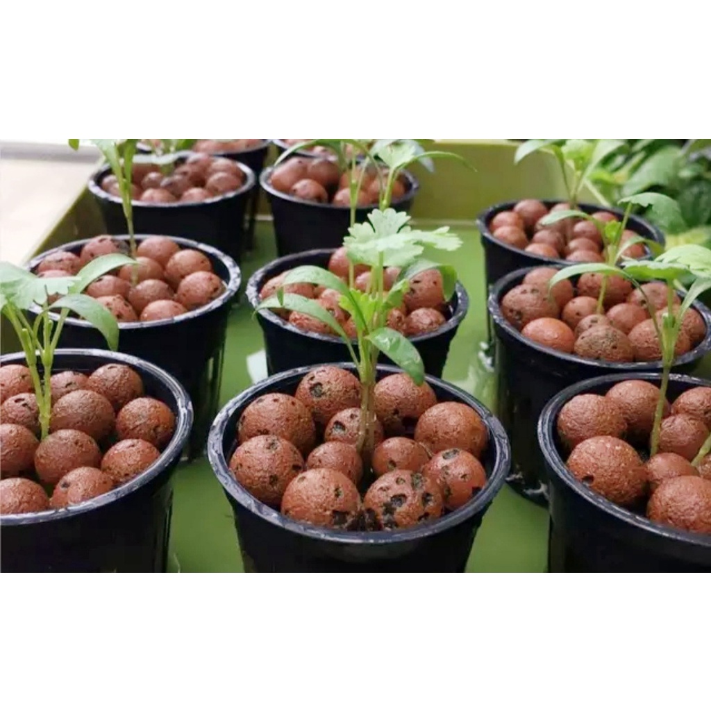 Hydroponic Lightweight Expanded Clay Aggregate (LECA) for Growing Media ...