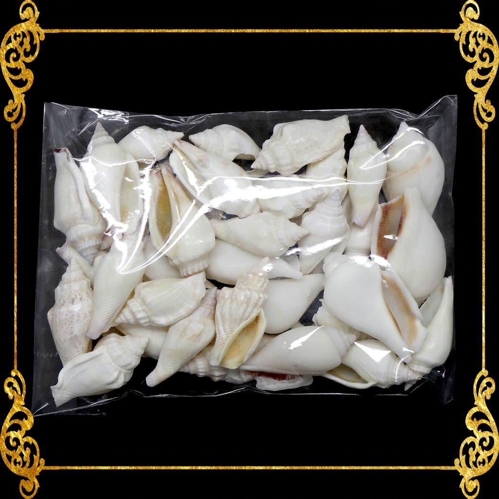 Tingi Pack | Sicad | Little Bear Conch | White Seashells | Shopee ...