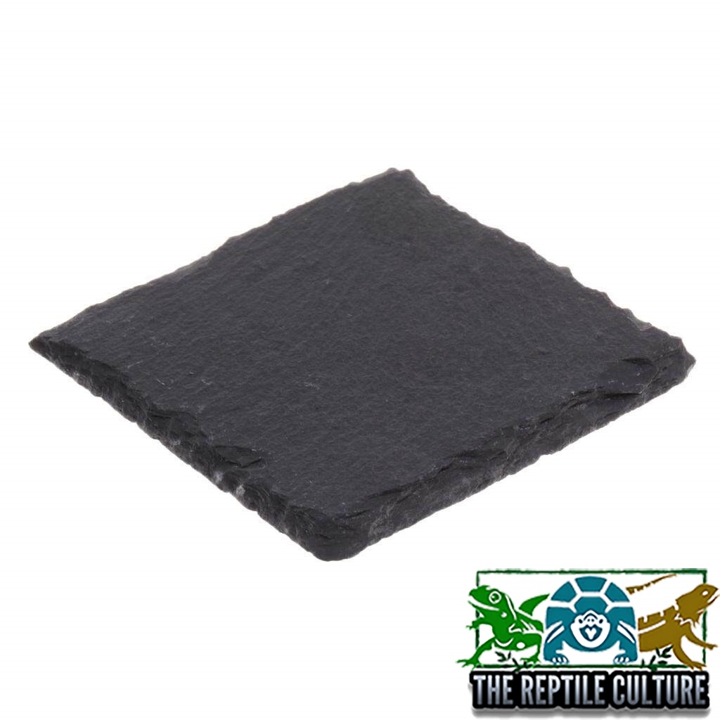 Small Tortoise Reptile Rock Plate Feeding Dish Natural Black Stone ...