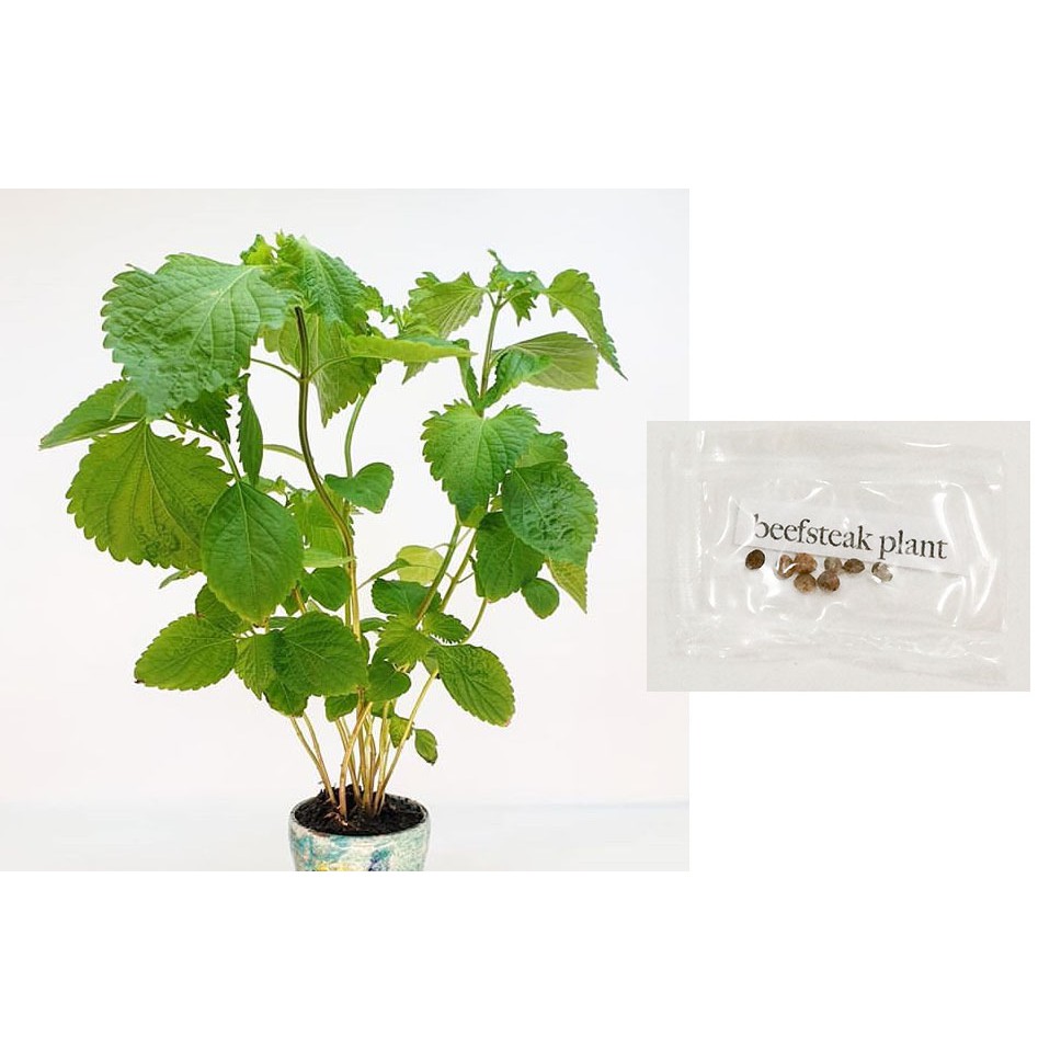 shiso mint leaf beefsteak perilla plant vegetable herb seeds | Shopee ...