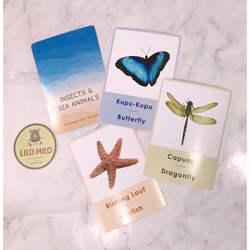 Lilomilo Flashcard INSECTS & SEA ANIMAL / INSECTS & SEA animals (large ...