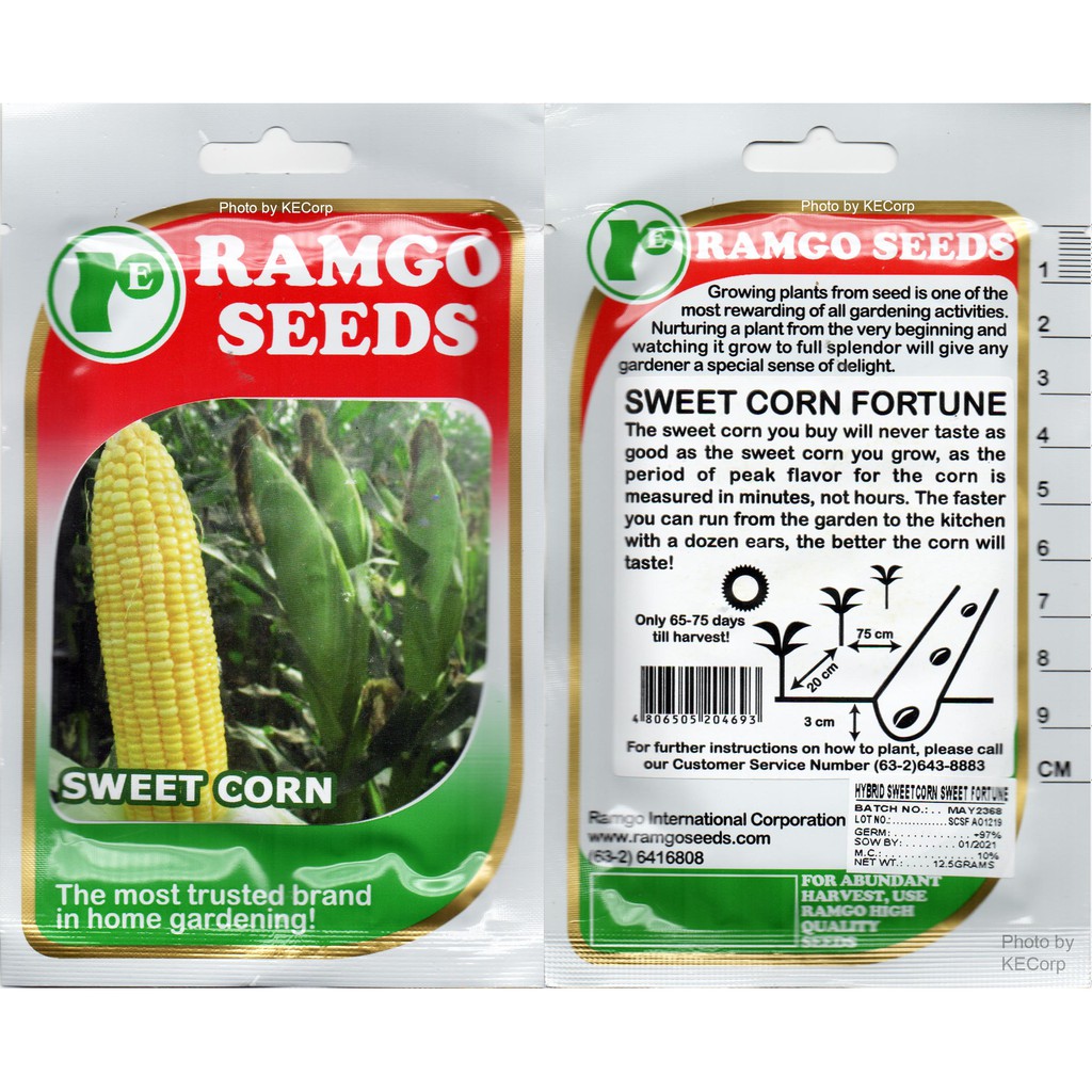 Ramgo or Condor White, Sweet, Purple, BiColor, Hybrid Corn Sold per ...