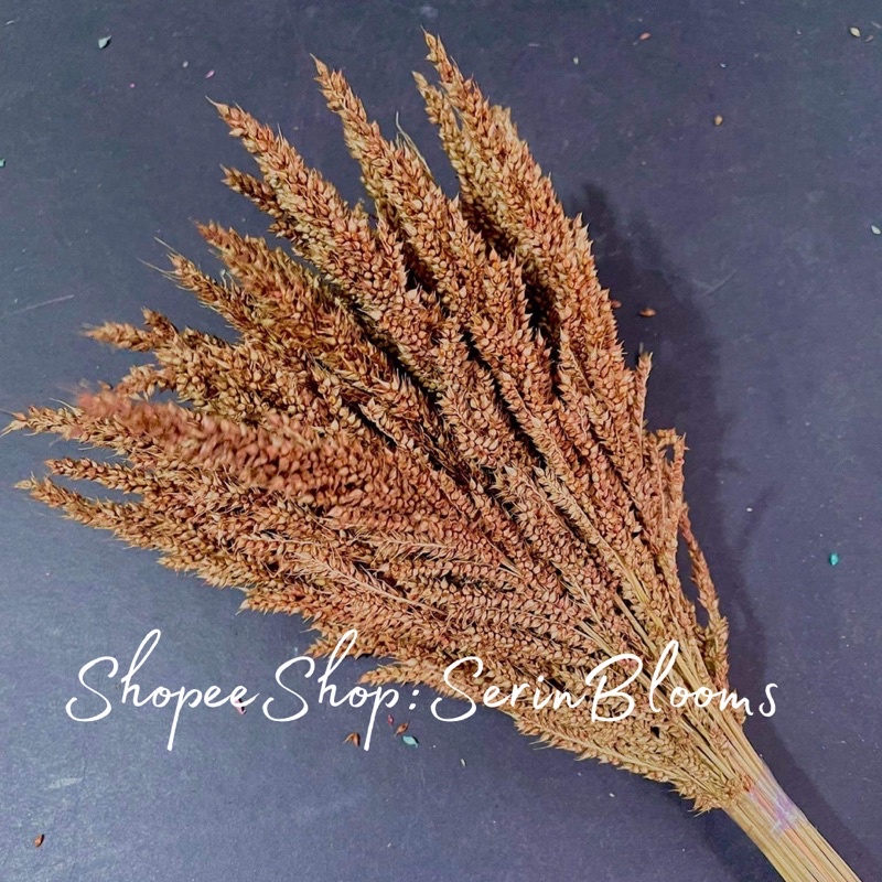 Local Dried Trigo sold per bundle | Shopee Philippines