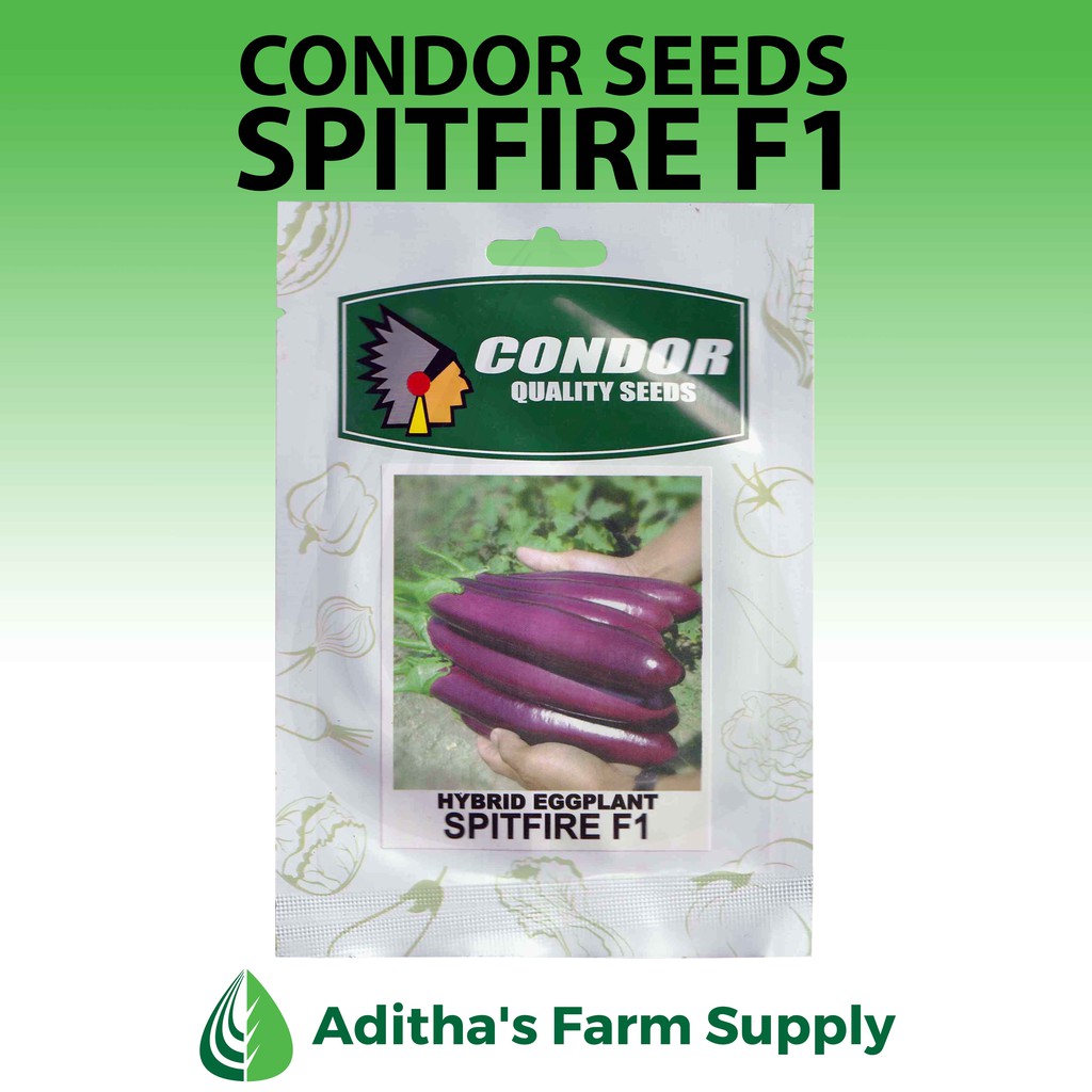 Condor Seeds: Hybrid Eggplant Spitfire F1 (Talong) | Shopee Philippines