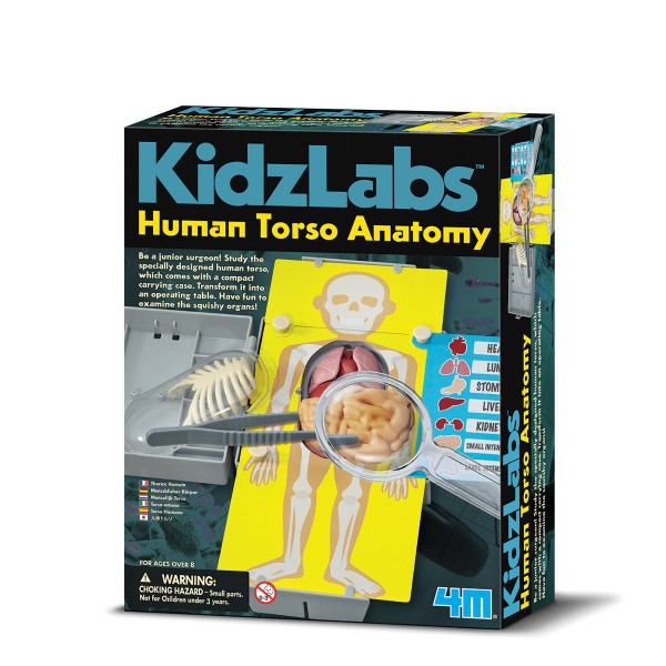 Bydesign Educational Toys - 4M Kidz Lab/ Human Torso Anatomy / 00-03373 ...
