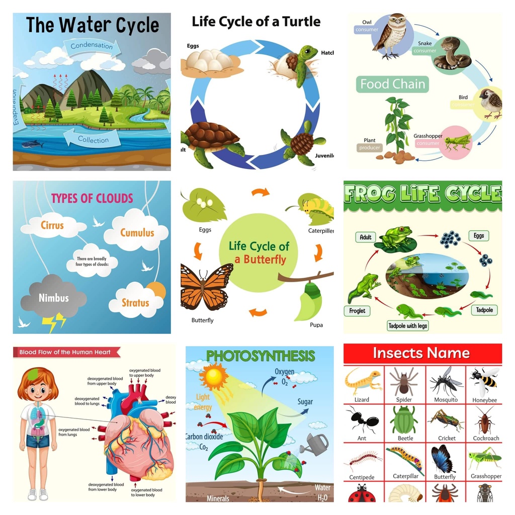 Learn Science, Laminated Educational Charts, High Quality (Batch 1 ...