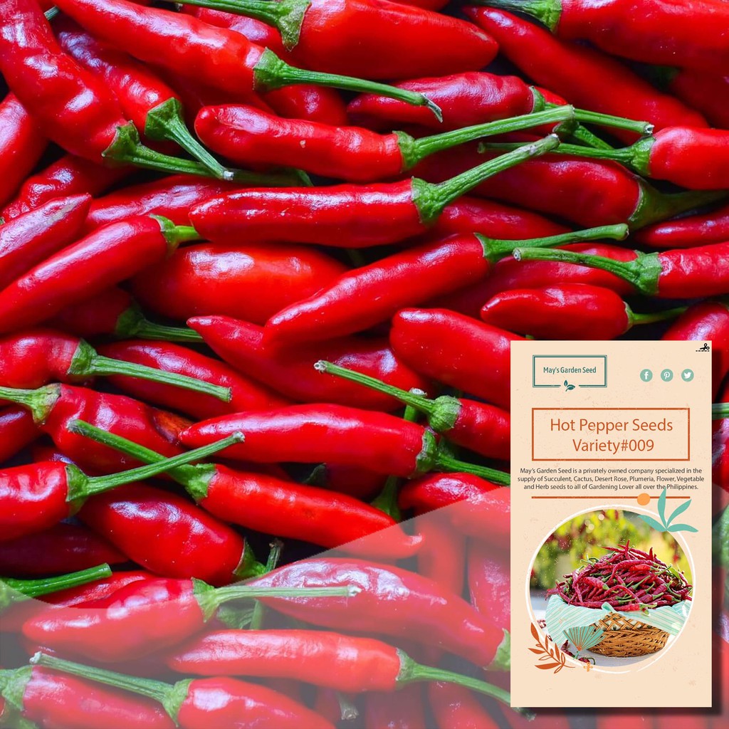 Hot Pepper Sili Seeds, Vegetable Seeds#009 | Shopee Philippines