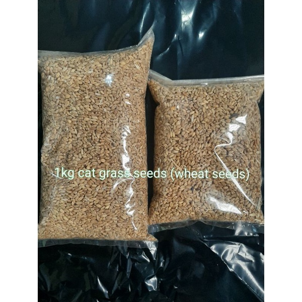 1kg cat grass seeds (mix barley oat wheat seeds) | Shopee Philippines