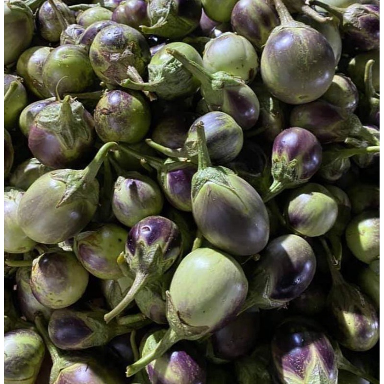 Eggplant Gwapito Seeds/Talong na Bilog for Planting | Shopee Philippines