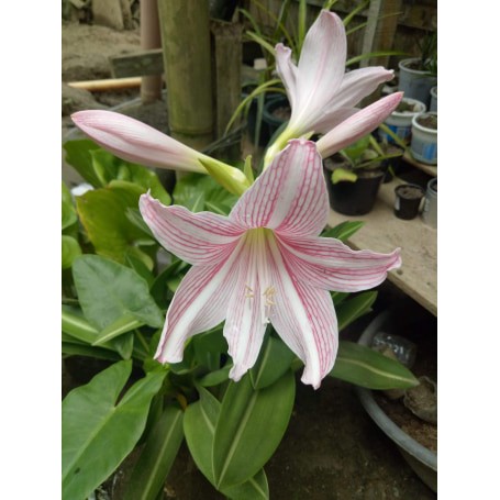 Amaryllis Bulb Lerio Flower | Shopee Philippines