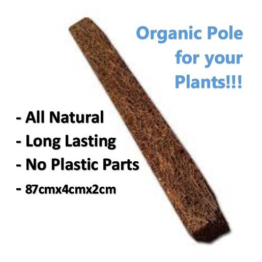[BOGO] Organic Coco FERN POLE 2FT/3FT. (Good for Trailing and Creeping ...