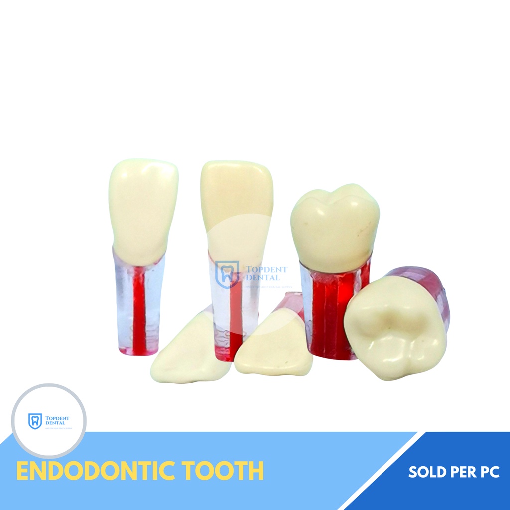 Resin Dental Endodontic Tooth Model Endo Root Canal Files Pulp Practice ...