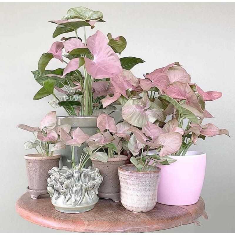 100pcs color leaf taro green spirit Pink Butterfly neon fruit taro ...