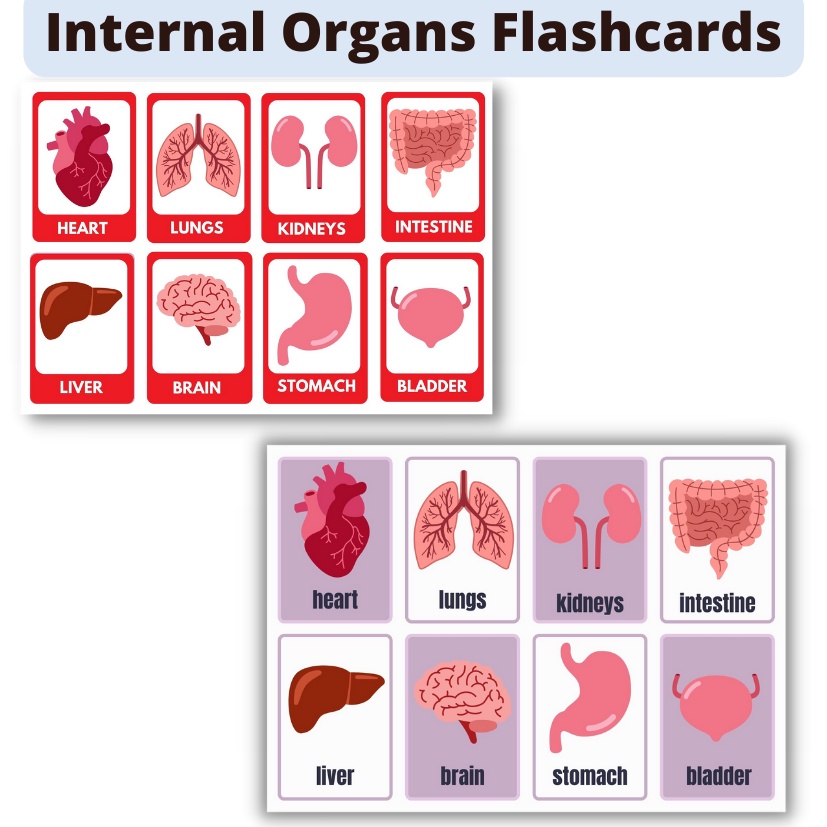 Laminated Internal Organs Flashcards for Kids and Learners | Shopee ...