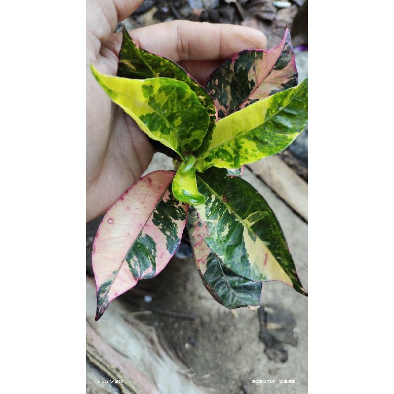 CROTONS/SAN FRANCISCO PLANT(Rare/Pink Eberneum) | Shopee Philippines