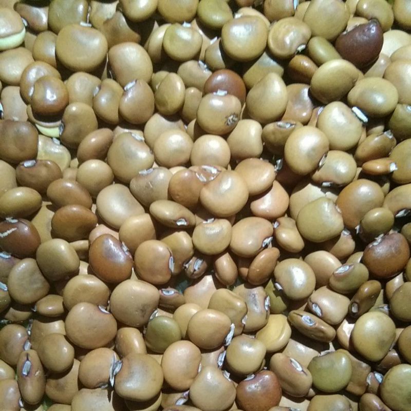 Singkamas / Yam Bean / Jicama Vine Seeds | Shopee Philippines