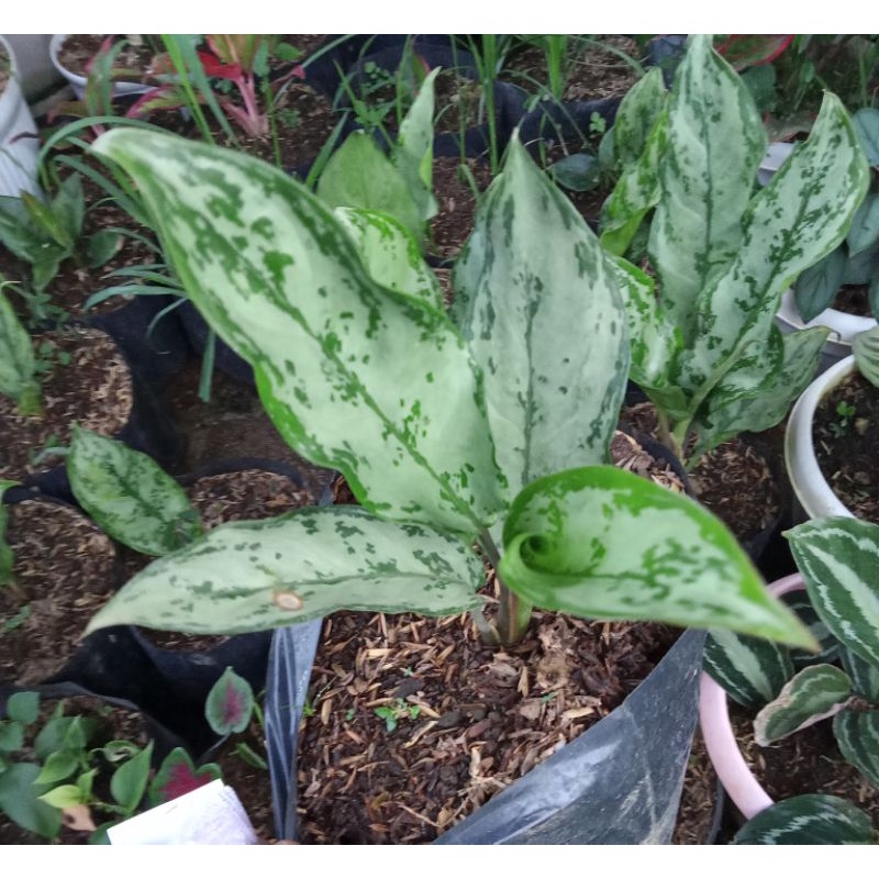 Aglonema Evergreen Variety bulb seed ling bag | Shopee Philippines