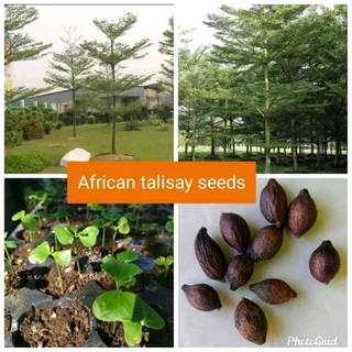 african talisay plants - Best Prices and Online Promos - Oct 2025 ...