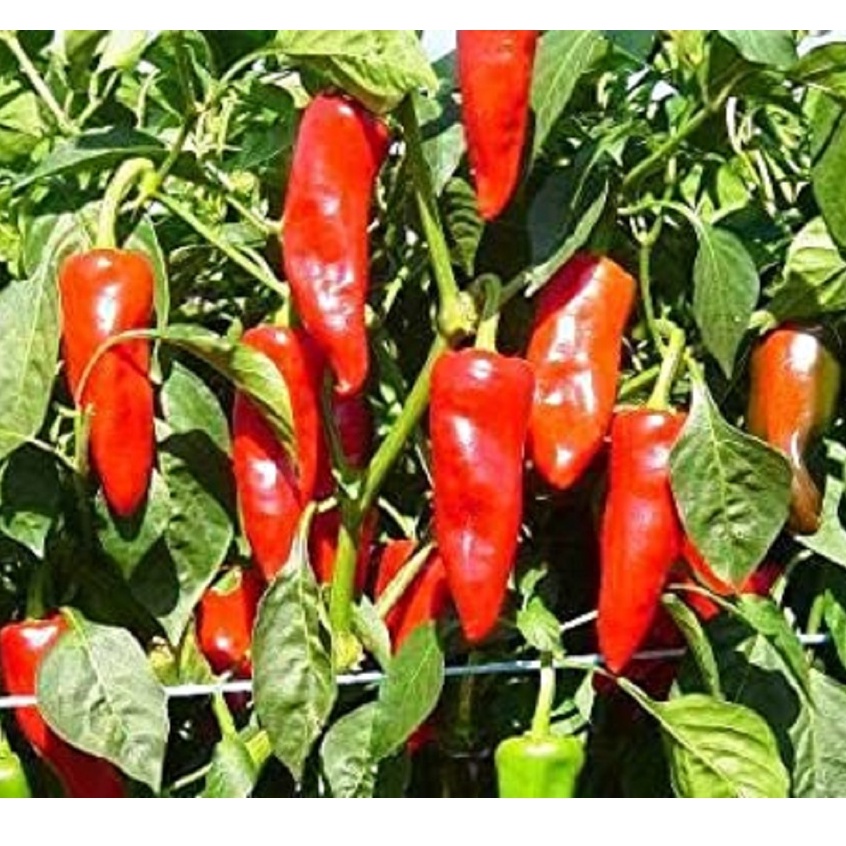 BELL PEPPER SEED`S (CONICAL PEPPER) | Shopee Philippines